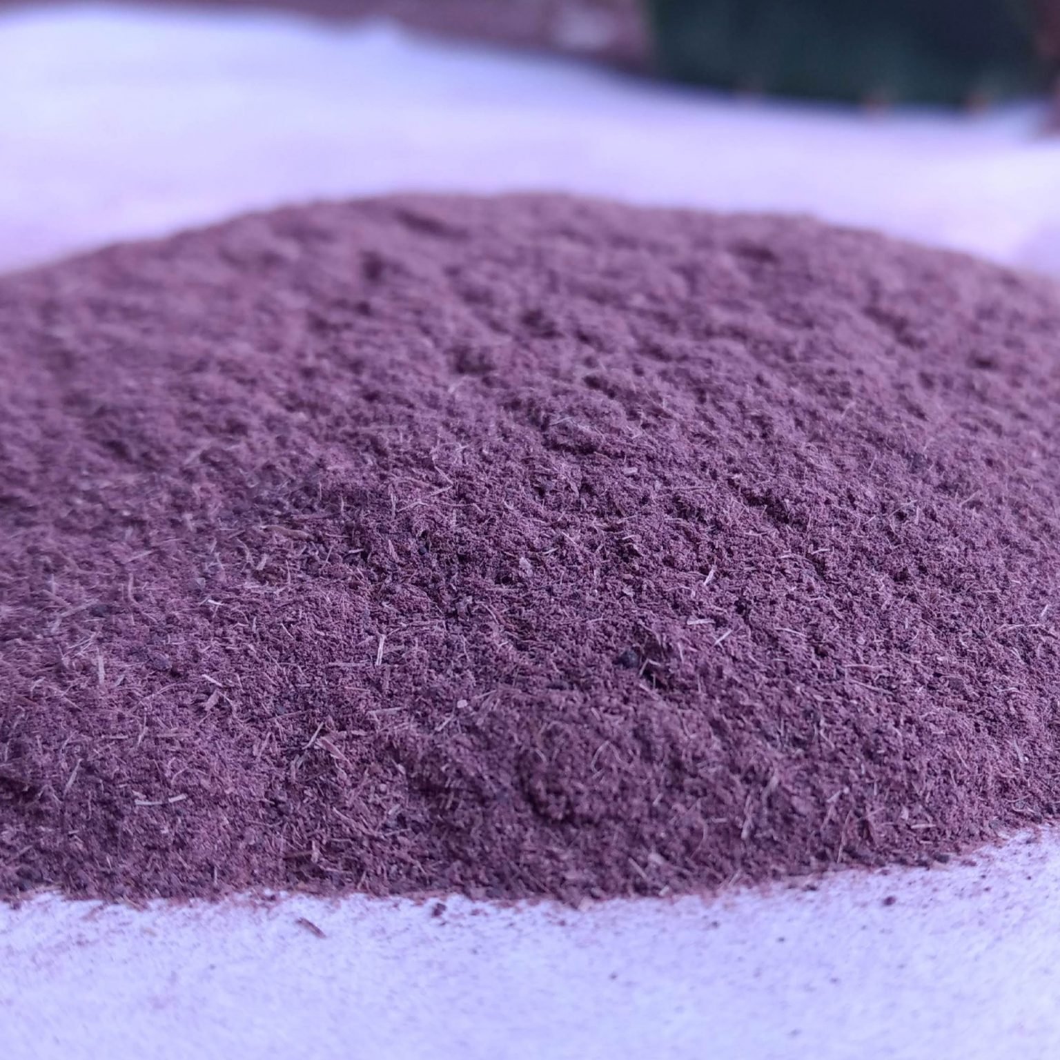Powdered Mimosa Hostilis - The Mimosa Shop